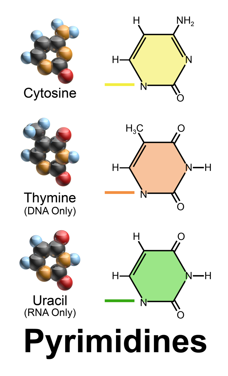 How to Memorize Structures for Biochemistry – Stina Börchers